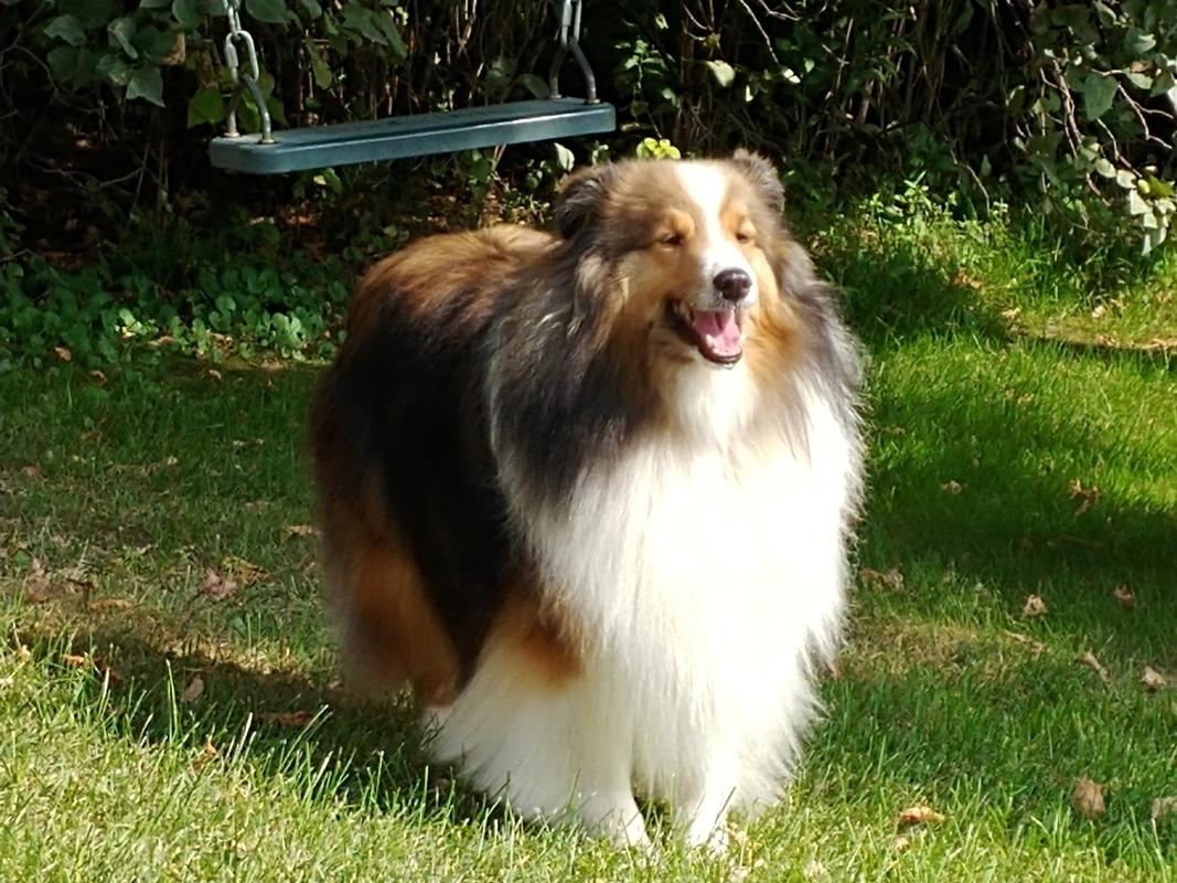 Billee: A four-legged alarm bell | Purina CA