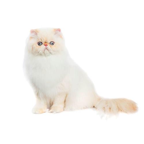 Learn about characteristics & care - Himalayan Cat Breed | Purina® CA