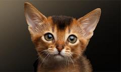 Proclub Dual Home Landing page | Purina CA