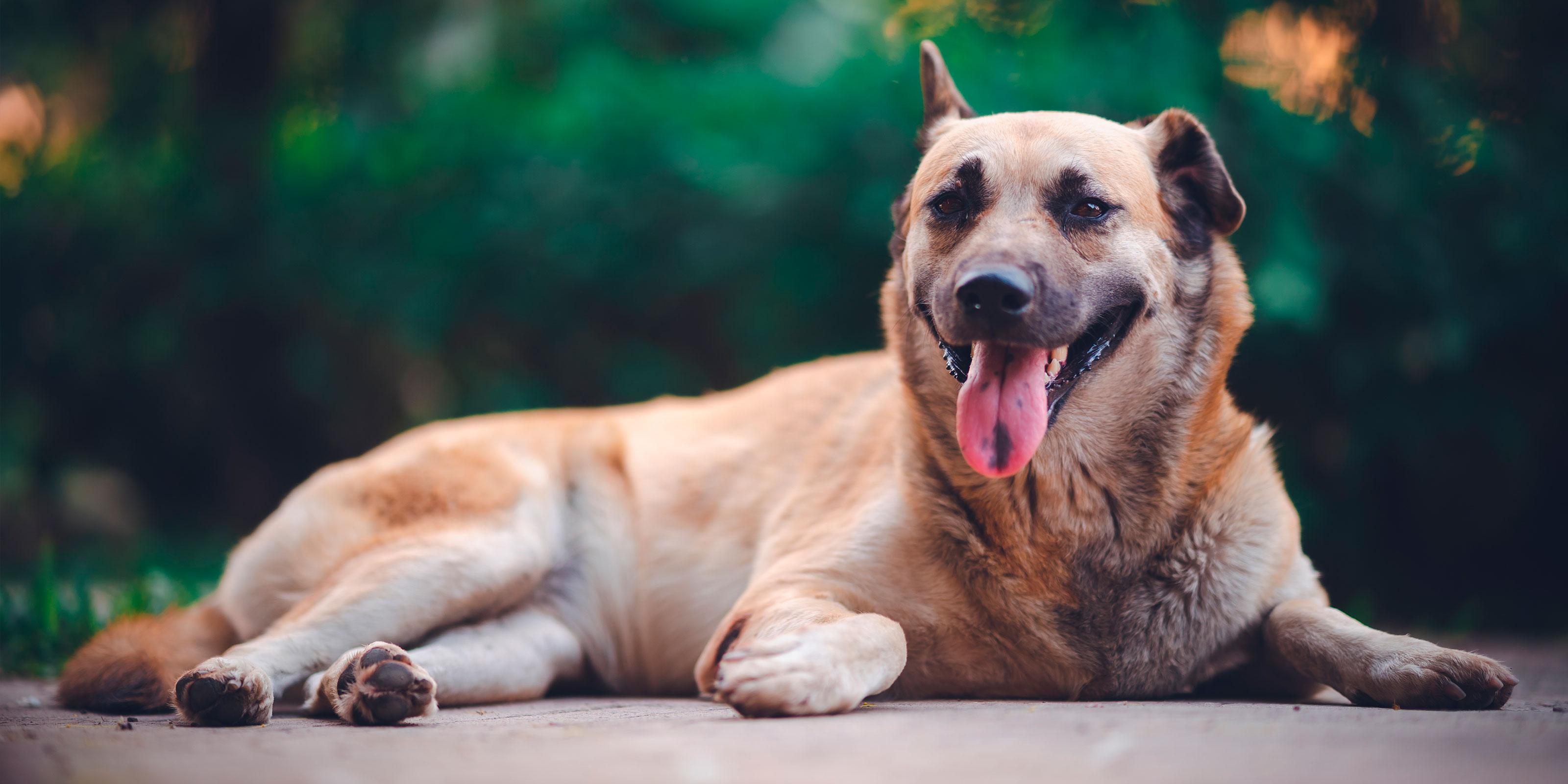 Skin Tags on Dogs: How to Identify & Treat Them | Purina CA