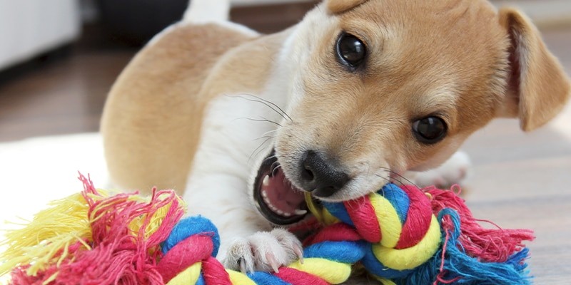 Puppy Behaviour Articles: Understanding Your Growing Pup | Purina® CA